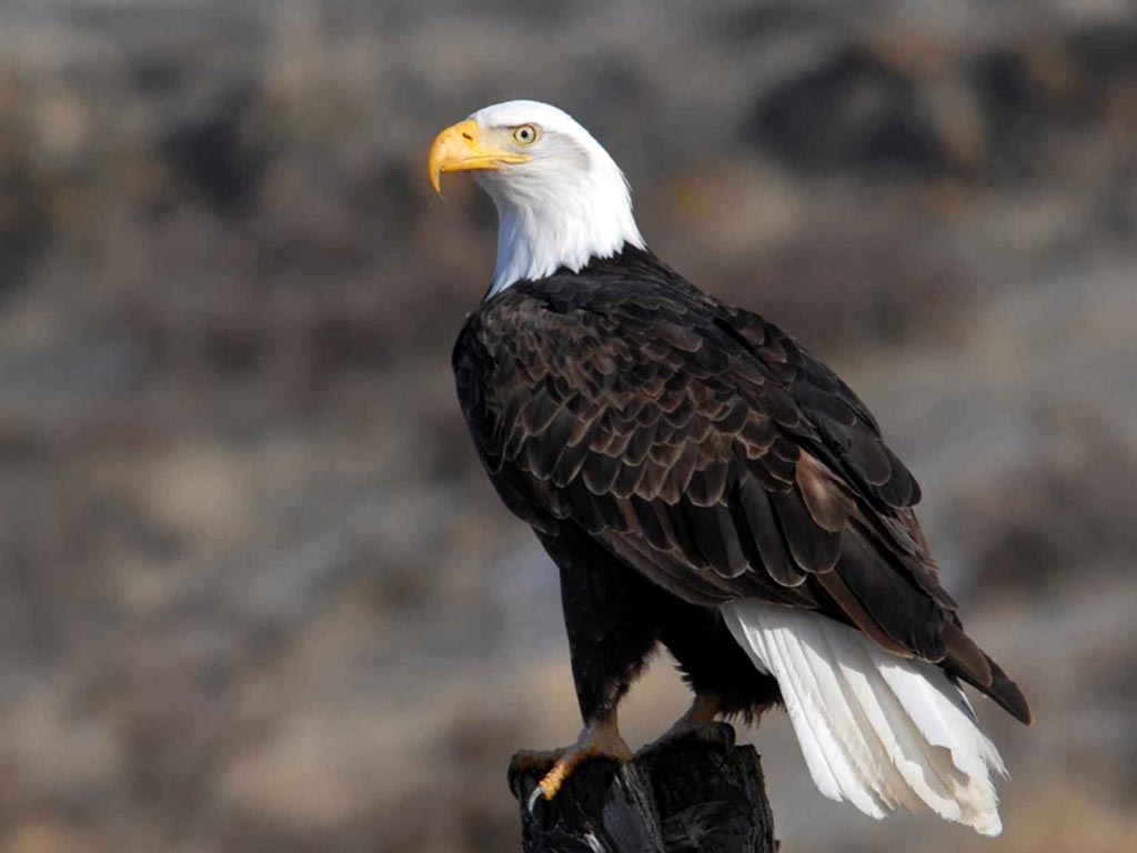 Krafttier & Totemtier Adler - Das schamanischen Geisttier