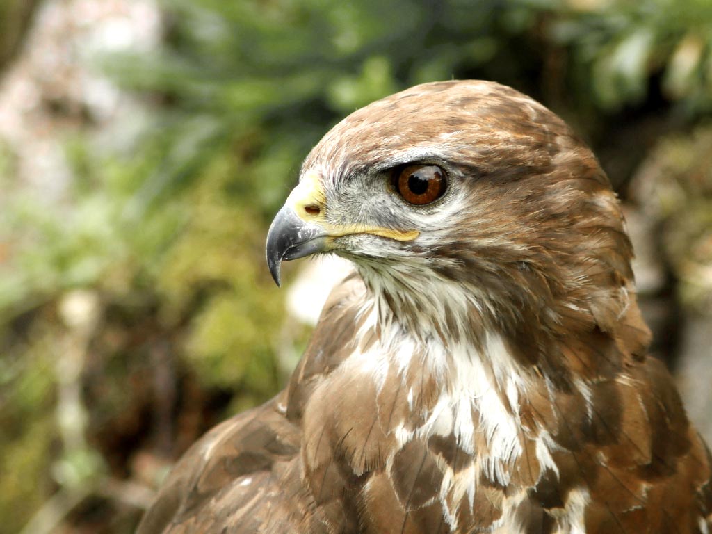 Krafttier & Totemtier Bussard - Das schamanischen Geisttier